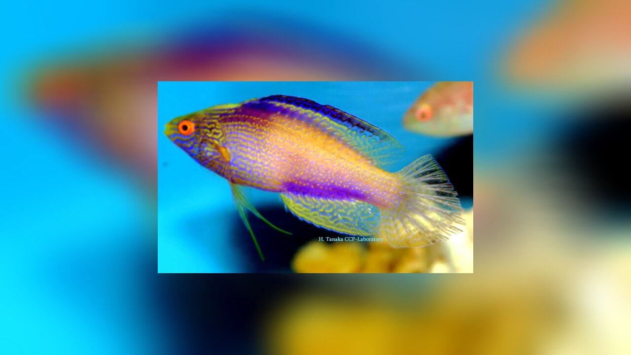Cirrhilabrus rhomboidalis Diamond-tail Fairy-wrass, Diamondtail Wrasse ...