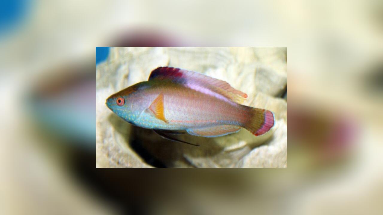 Cirrhilabrus rubrimarginatus Red-margined wrasse, Red Margin Fairy ...