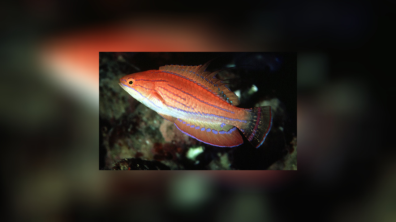 Paracheilinus carpenteri Carpenters Zwerglippfisch