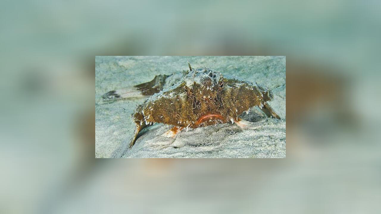 Ogcocephalus nasutus Seefledermaus