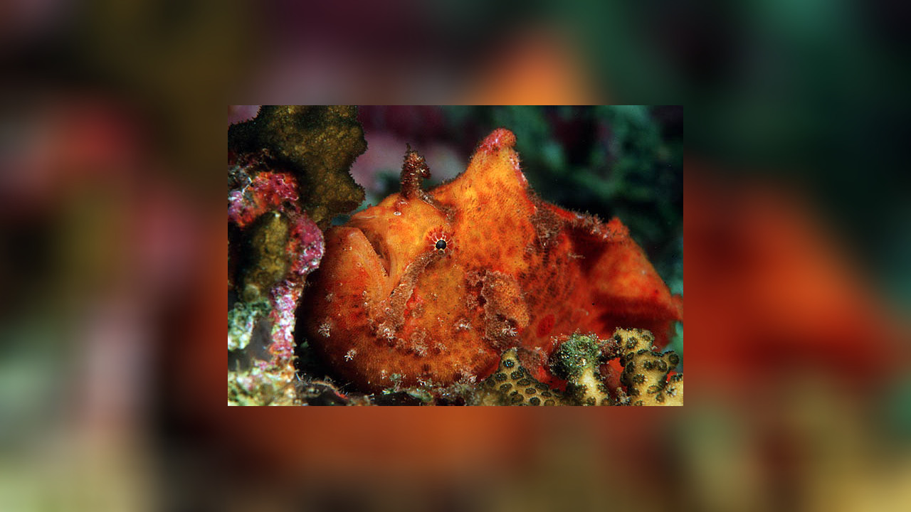 Antennatus nummifer Spotfin frogfish