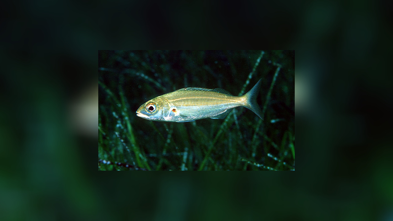 Pagellus acarne Axillary seabream