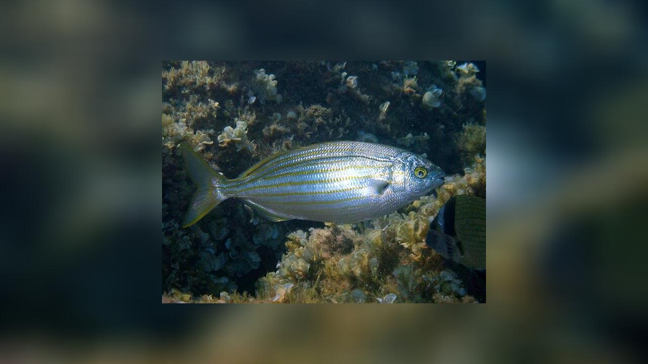 Sarpa salpa Goldstriemenbrasse