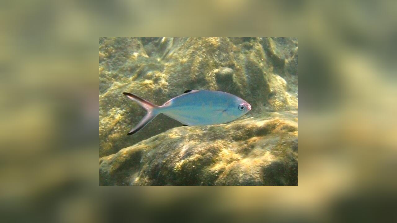 Trachinotus ovatus Pompano