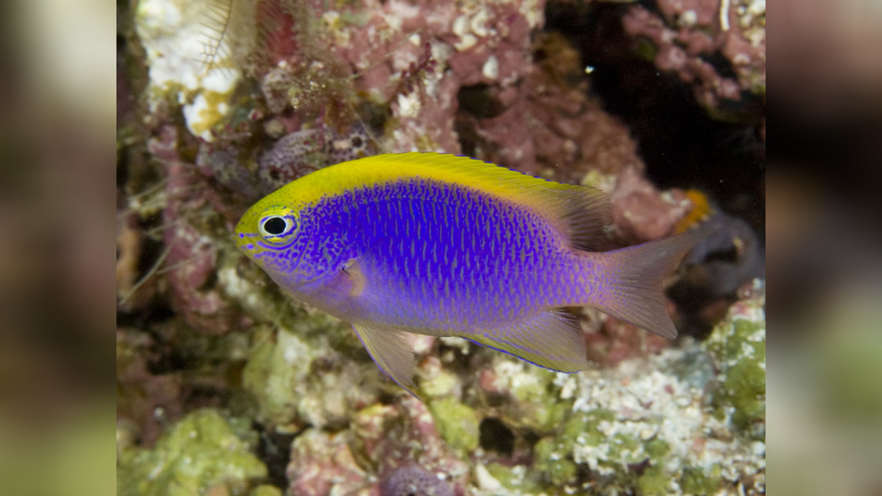 Chrysiptera bleekeri Riffbarsch