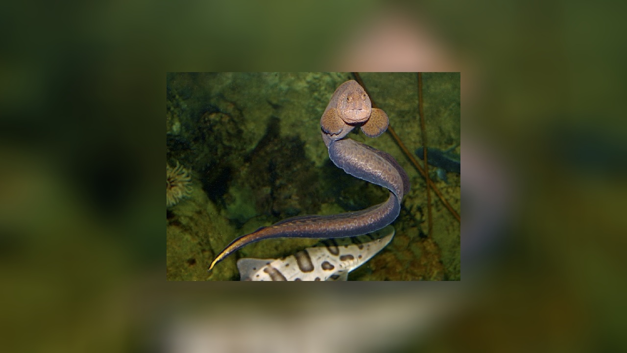 Anarrhichthys ocellatus Wolf-eel, Northern wolffish