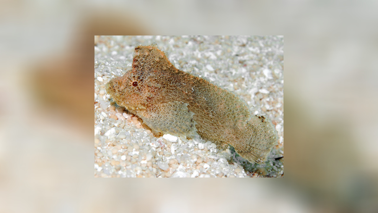 Cocotropus larvatus Samtfisch