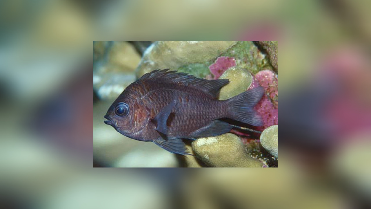 Chromis alta Oval damselfish