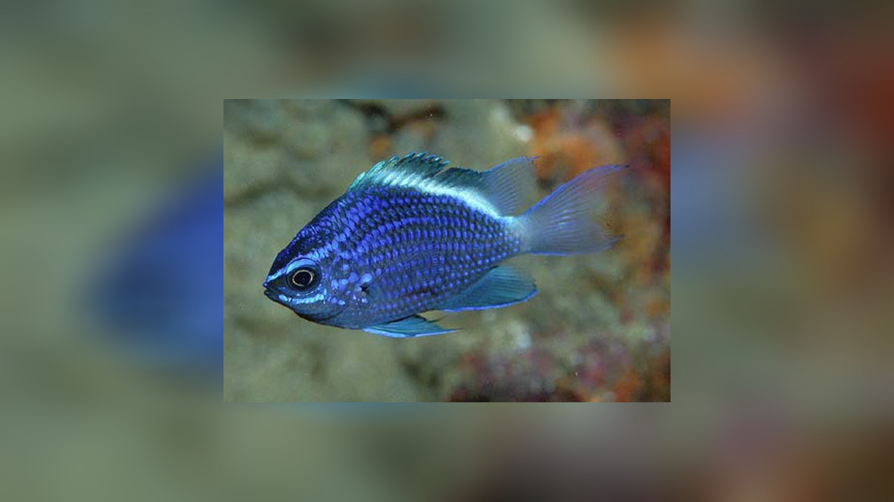 Chromis alta Oval damselfish