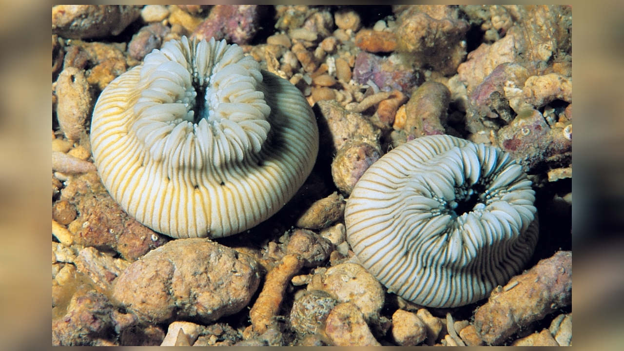 Heterocyathus aequicostatus Striped bum coral