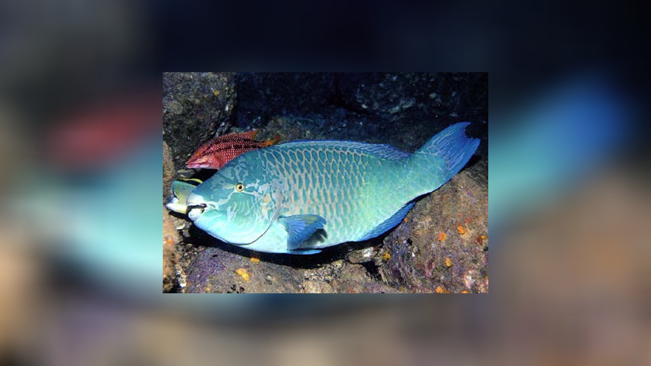 Scarus compressus Azure parrotfish
