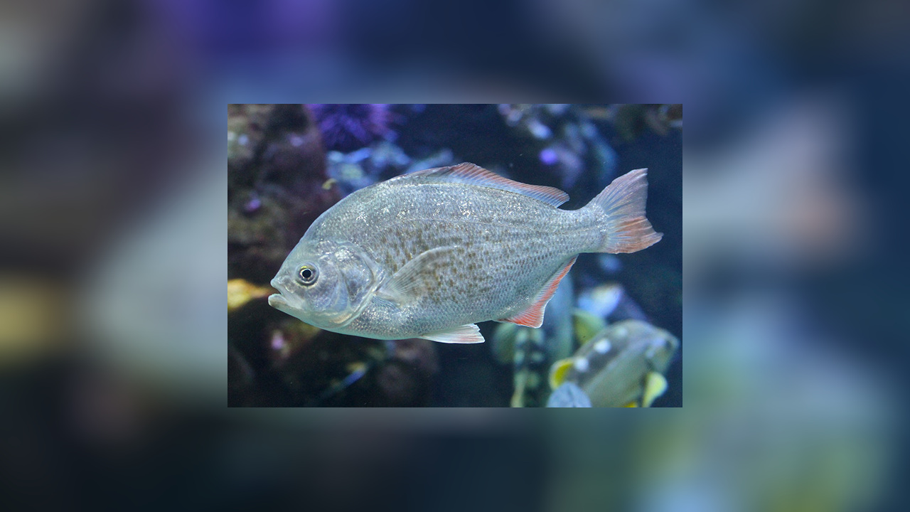 Amphistichus rhodoterus Redtail surfperch