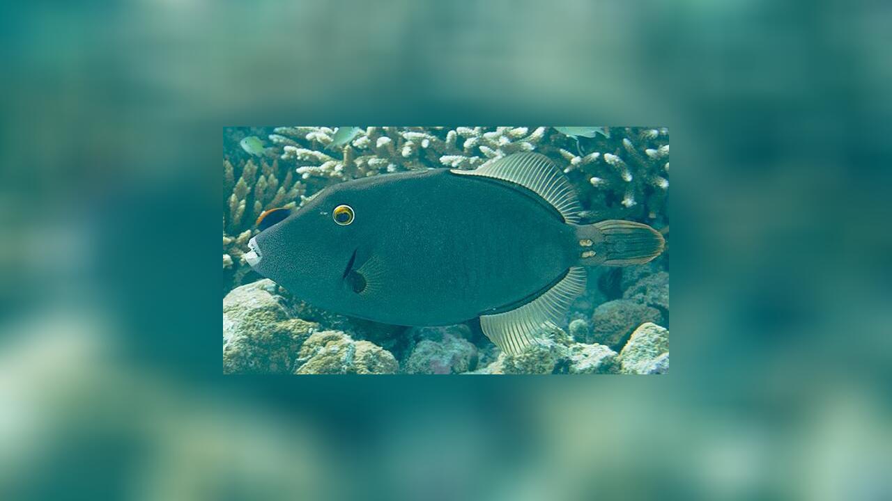 Cantherhines dumerilii Barred Filefish, Dumeril's Leatherjacket ...