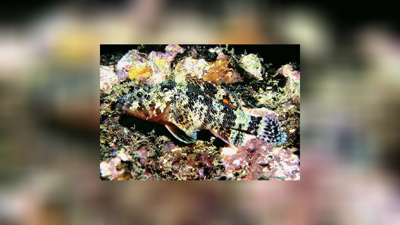 Scorpaenodes xyris Rainbow Scorpionfish