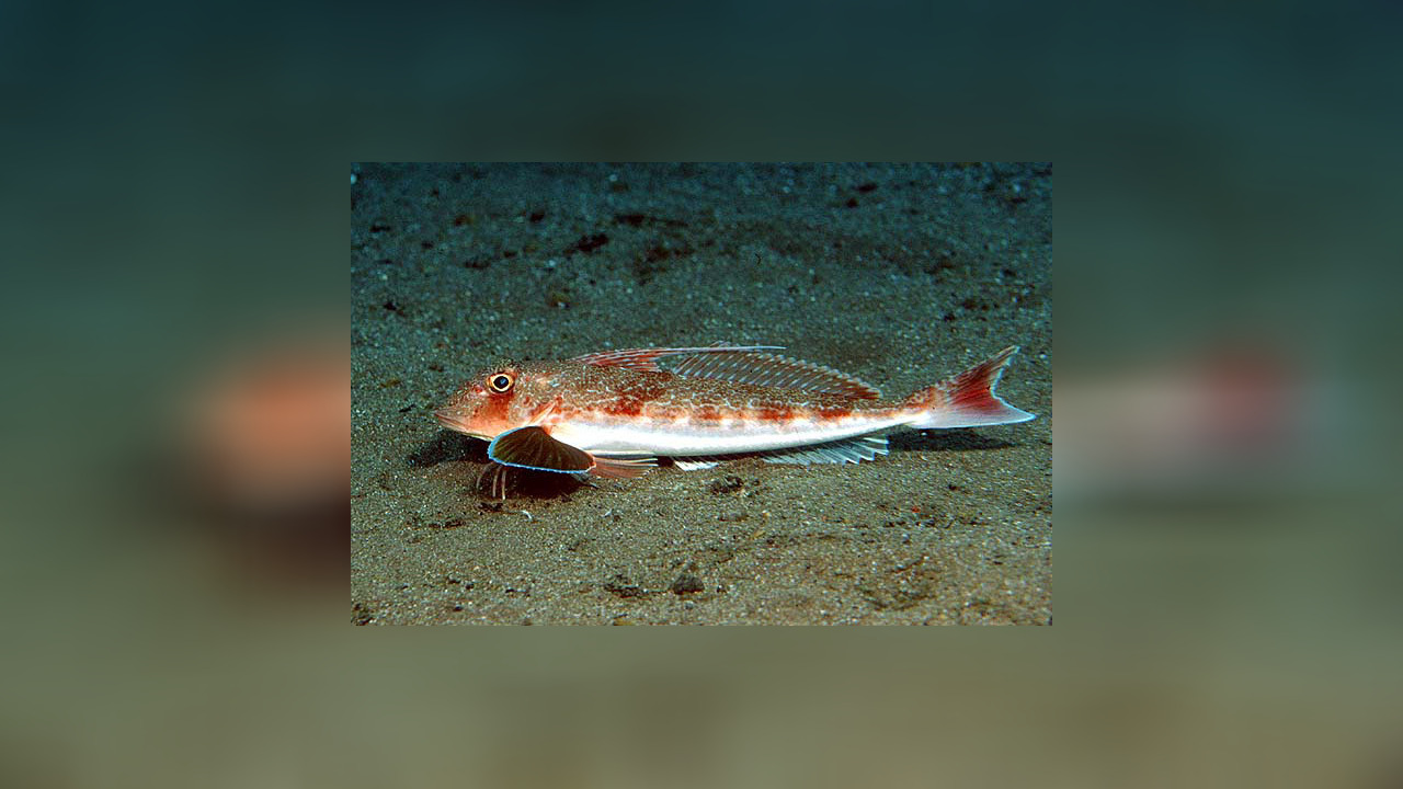 Chelidonichthys obscurus Longfin gurnard