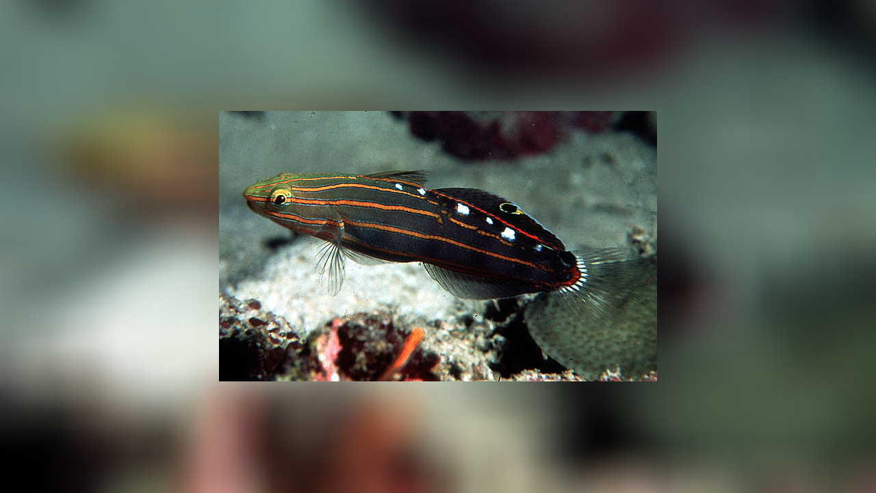 Koumansetta rainfordi Old glory, Orange-striped Goby, Rainford's Goby ...