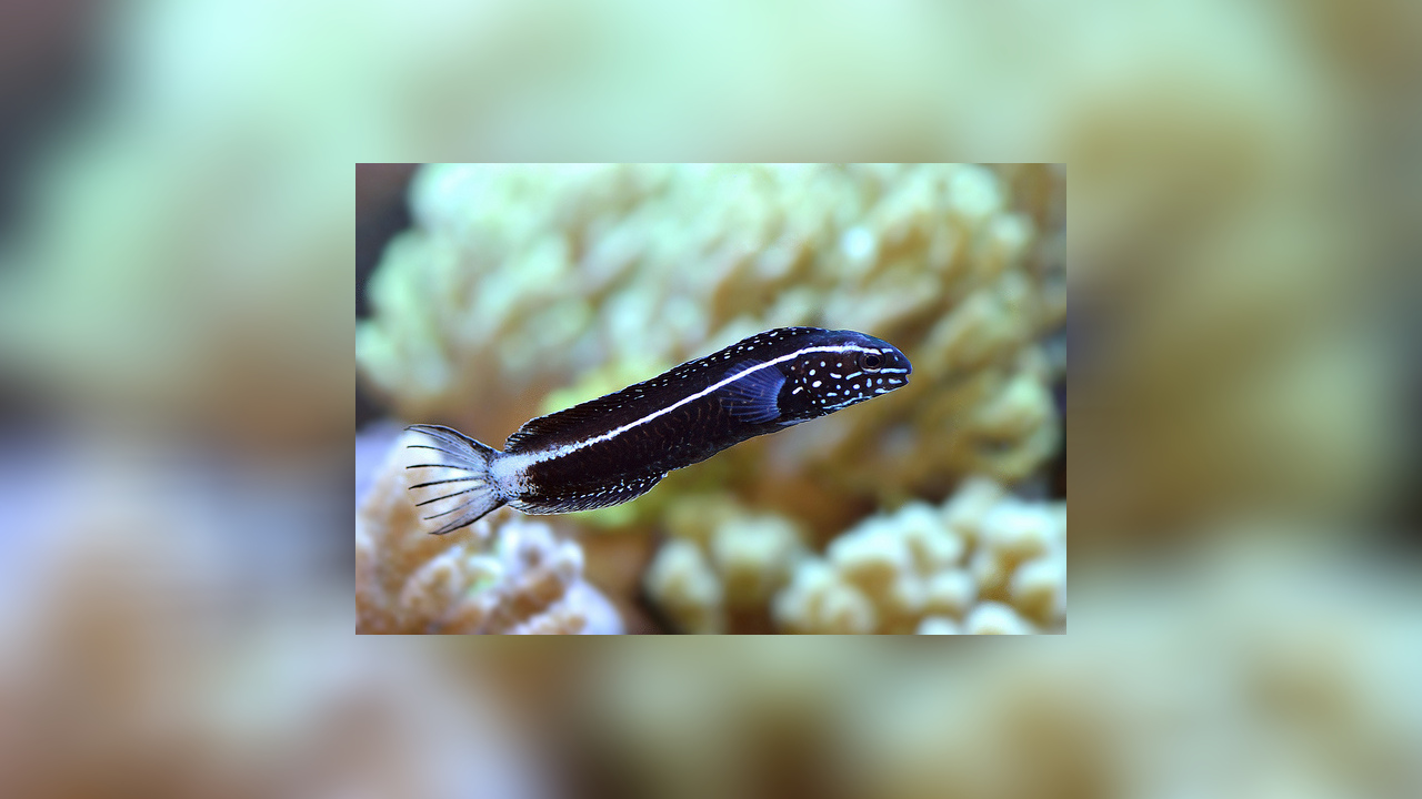 Meiacanthus kamoharai Kamohara Fang Blenny