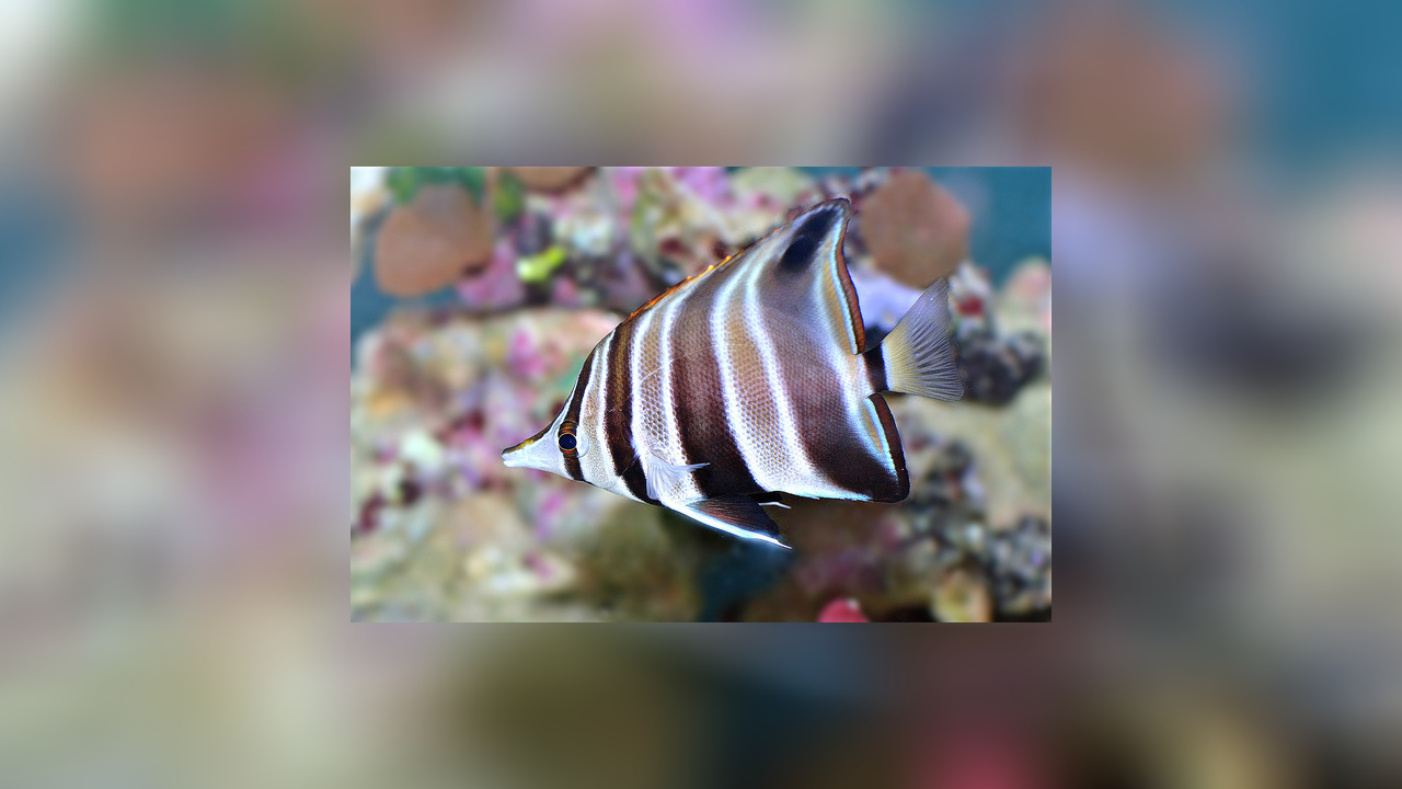 Chelmonops truncatus Coralfish, Eastern Talma, Talma, Truncate ...
