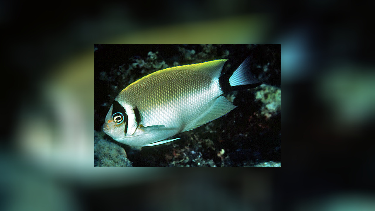 Genicanthus semifasciatus Japanese swallow