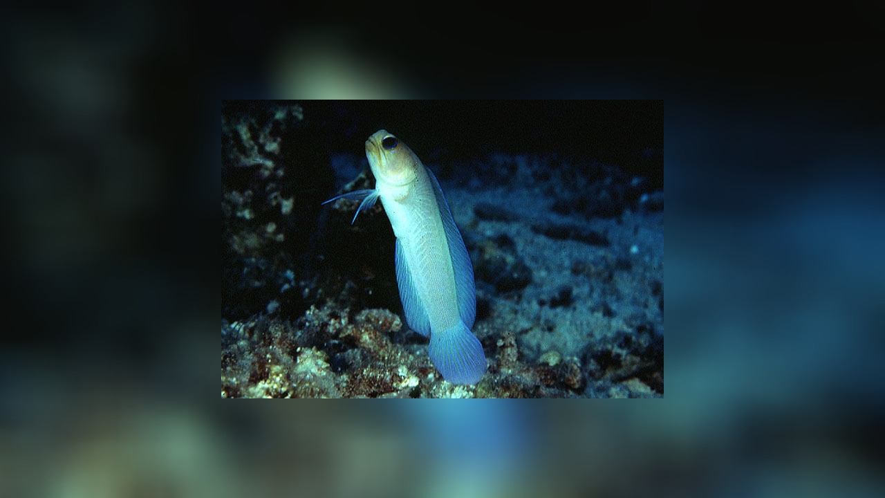 Opistognathus aurifrons Yellowhead jawfish