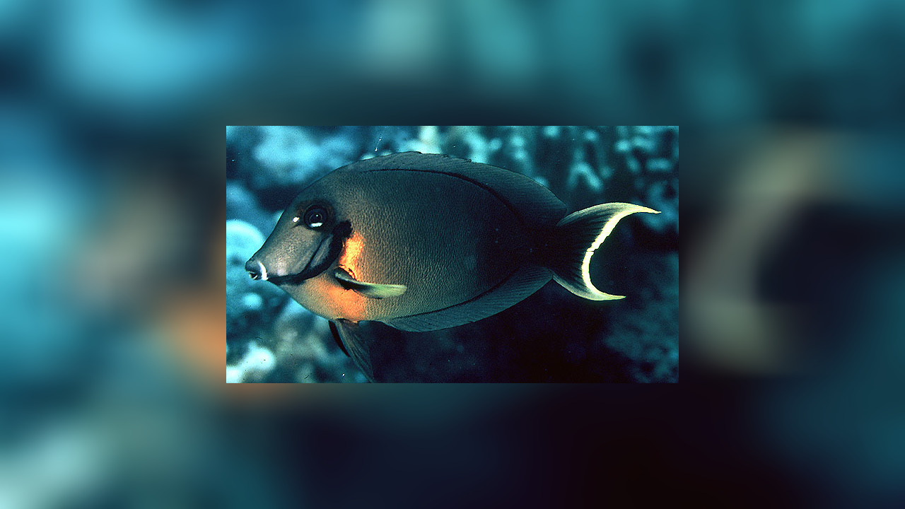 Acanthurus pyroferus Chocolate Surgeonfish, Mimic Surgeonfish, Orange ...