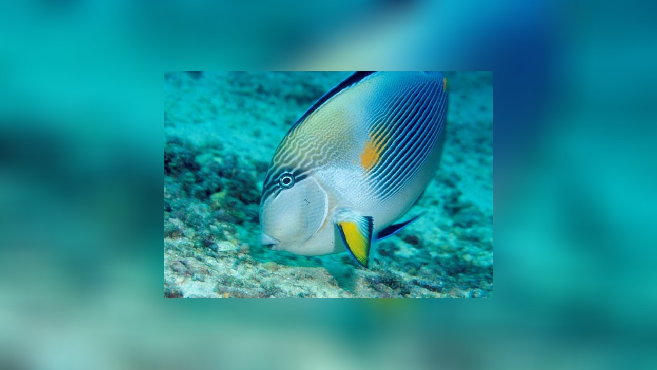 Acanthurus sohal Red Sea Clown Surgeon, Red Sea Surgeonfish, Sohal ...
