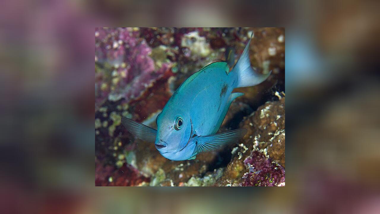 Acanthurus thompsoni Chocolate Surgeonfish, Night Surgeonfish, Thompson ...