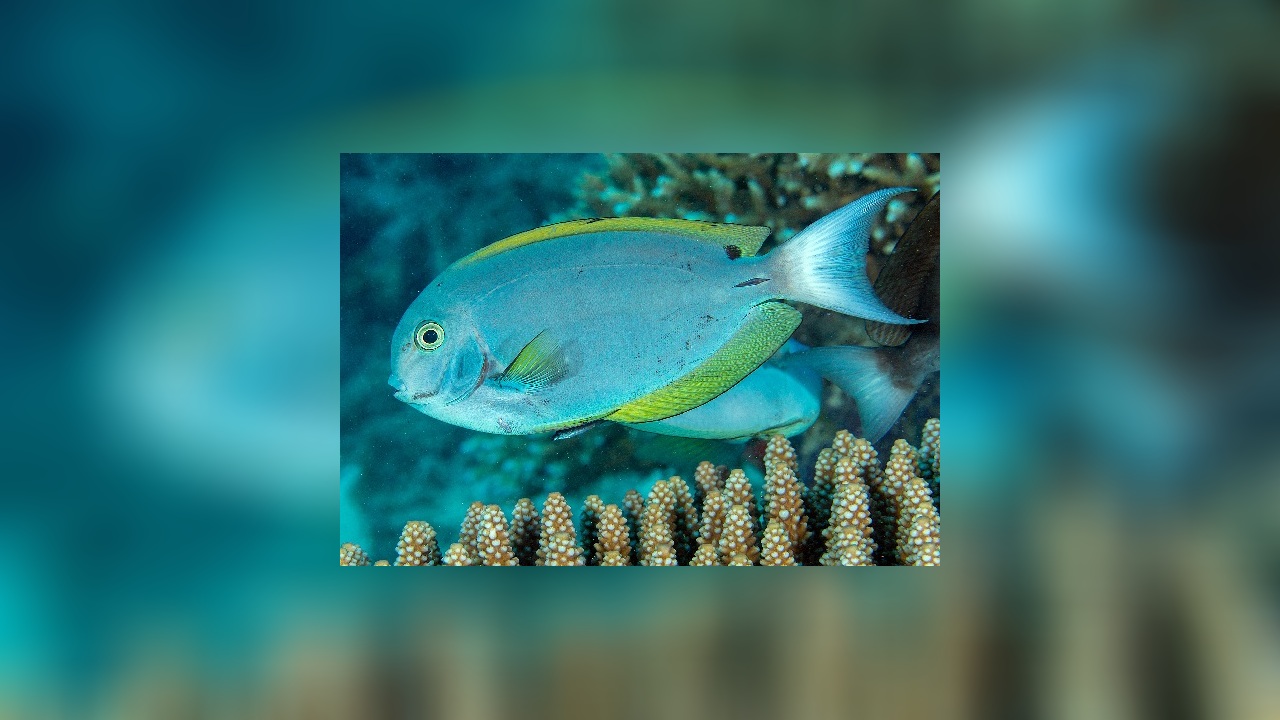 Acanthurus thompsoni Chocolate Surgeonfish, Night Surgeonfish, Thompson ...