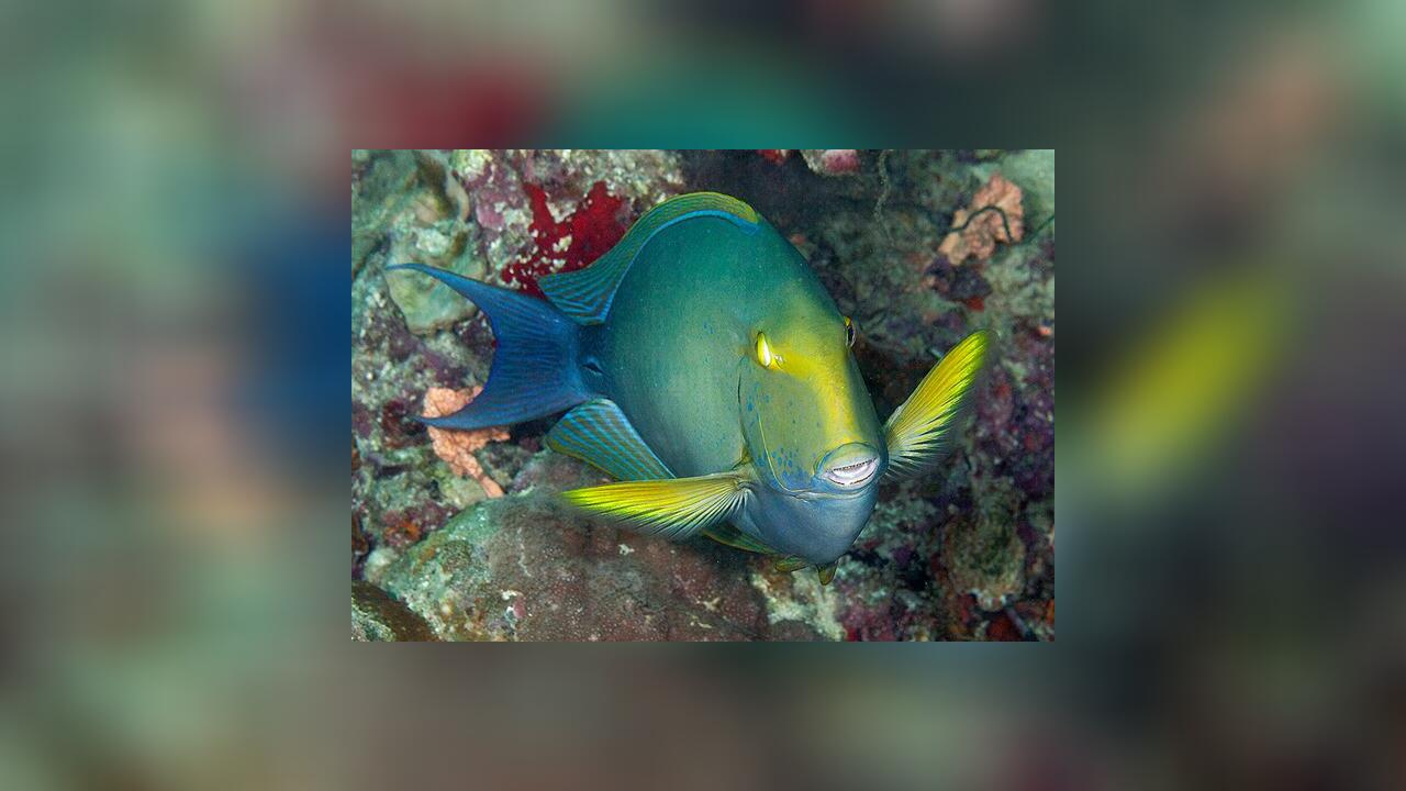 Acanthurus xanthopterus Cuvier's Surgeonfish, Purple Surgeonfish, Ring ...