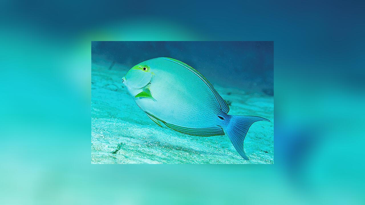 Acanthurus xanthopterus Cuvier's Surgeonfish, Purple Surgeonfish, Ring ...