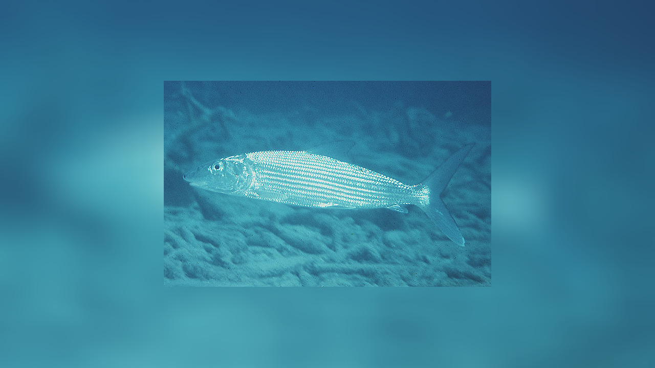 Albula vulpes Bonefish
