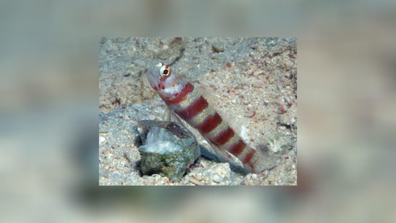 Amblyeleotris wheeleri Burgundy Shrimp Goby, Burgundy Shrimp-goby ...