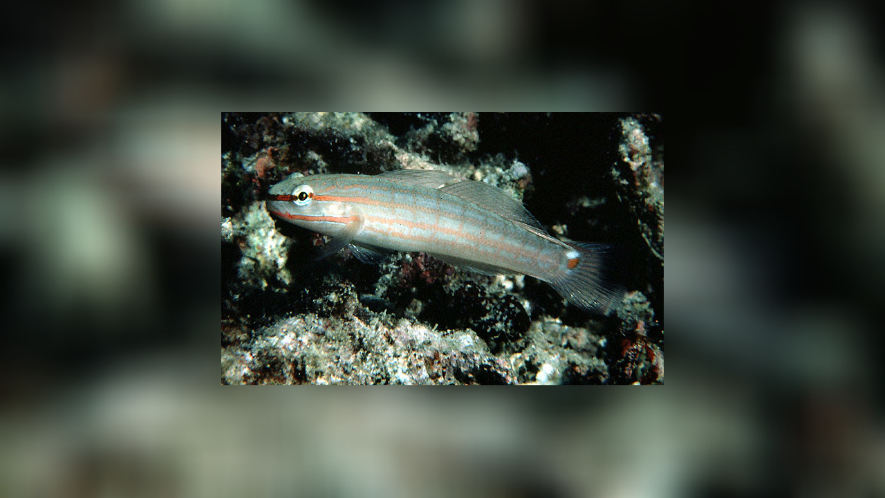 Amblygobius decussatus Orange-striped Goby, Crosshatch Goby,, Crossed ...