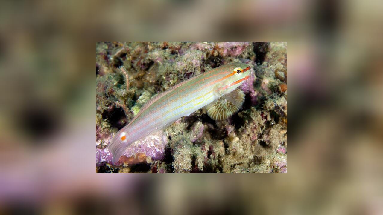Amblygobius decussatus Orange-striped Goby, Crosshatch Goby,, Crossed ...