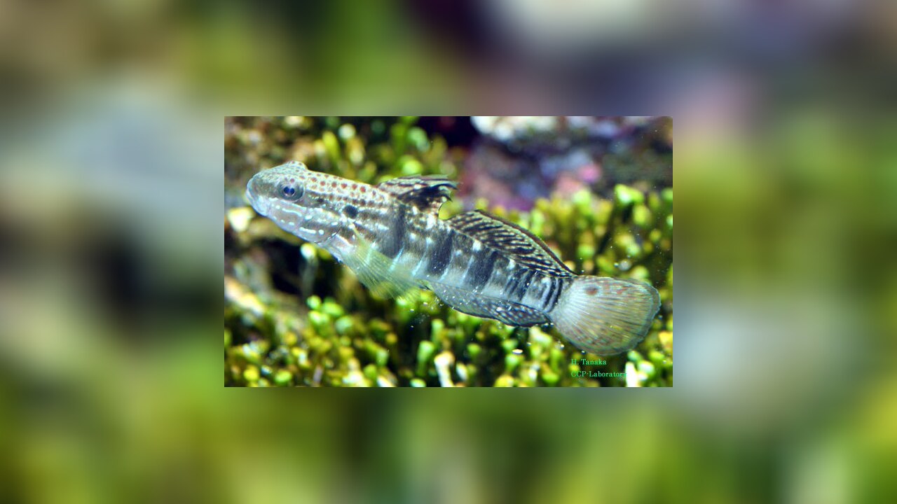 Amblygobius phalaena Banded Goby, Barred Goby, Brown-barred Goby, Dusky ...