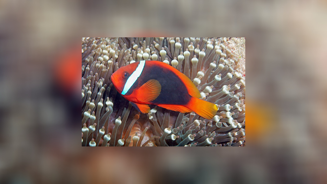 Amphiprion frenatus Blackback Anemonefish, Bridled Anemonefish, Fire ...