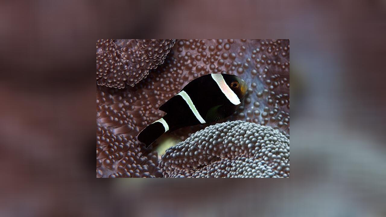 Amphiprion tricinctus Maroon Clownfish, Three-band Anemonefish ...