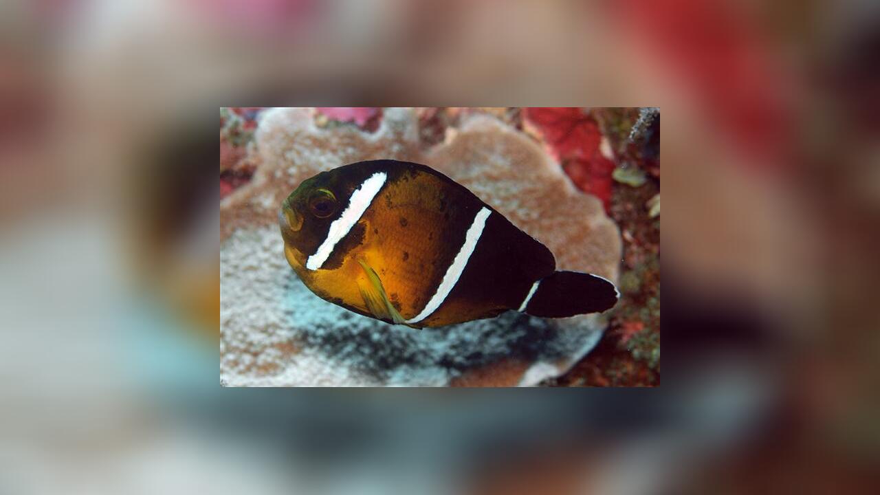 Amphiprion tricinctus Dreiband-Anemonenfisch
