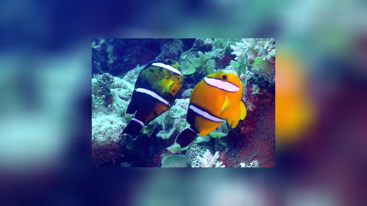 Amphiprion tricinctus Maroon Clownfish, Three-band Anemonefish ...