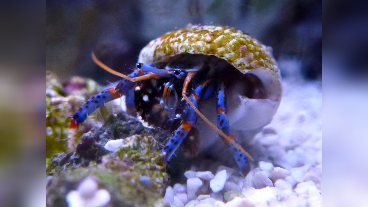 Clibanarius tricolor Blue-Legged Hermit Crab