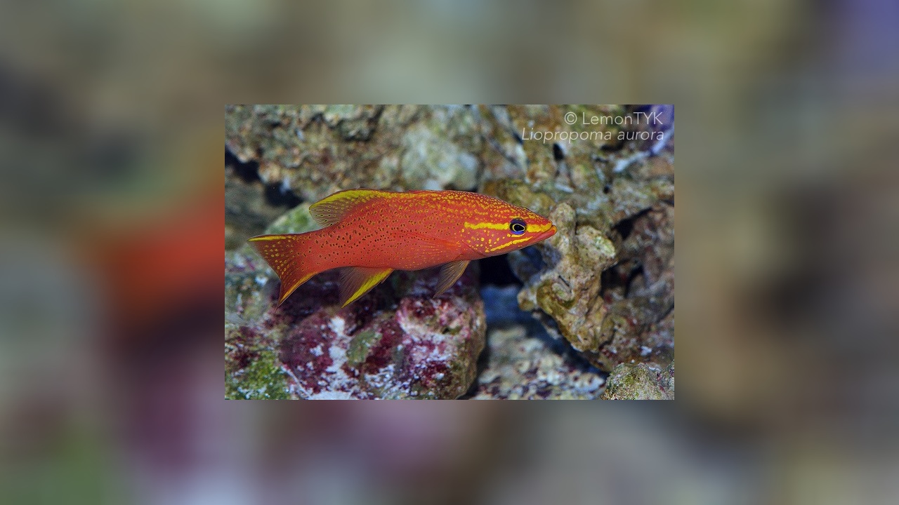 Liopropoma aurora Yellowmargin basslet