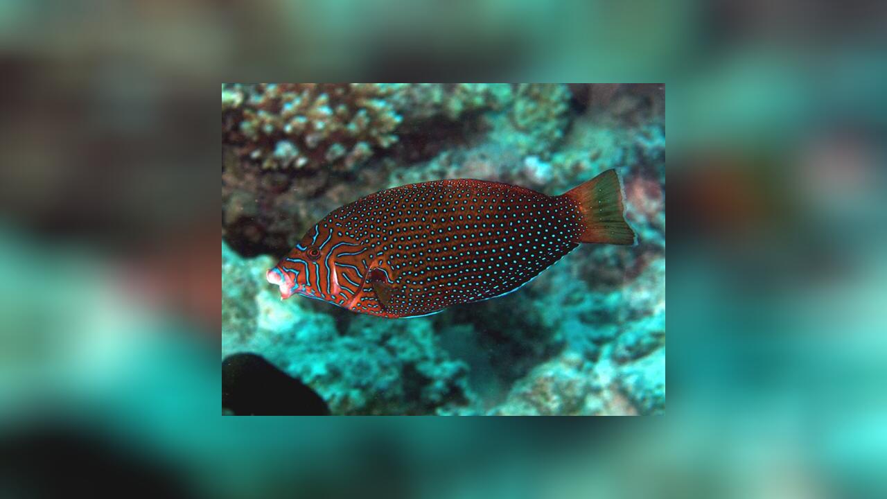 Anampses caeruleopunctatus Bluespotted Wrasse, Bluespotted Tamarin ...