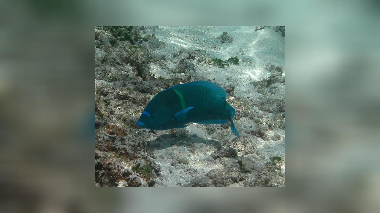 Anampses caeruleopunctatus Bluespotted Wrasse, Bluespotted Tamarin ...