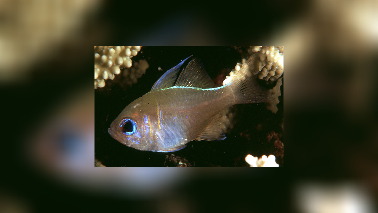 Zoramia leptacantha Threadfin cardinalfish