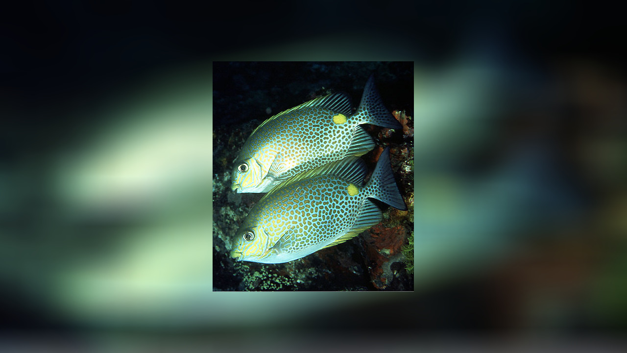 Siganus guttatus Goldlined spinefoot, Golden Rabbitfish