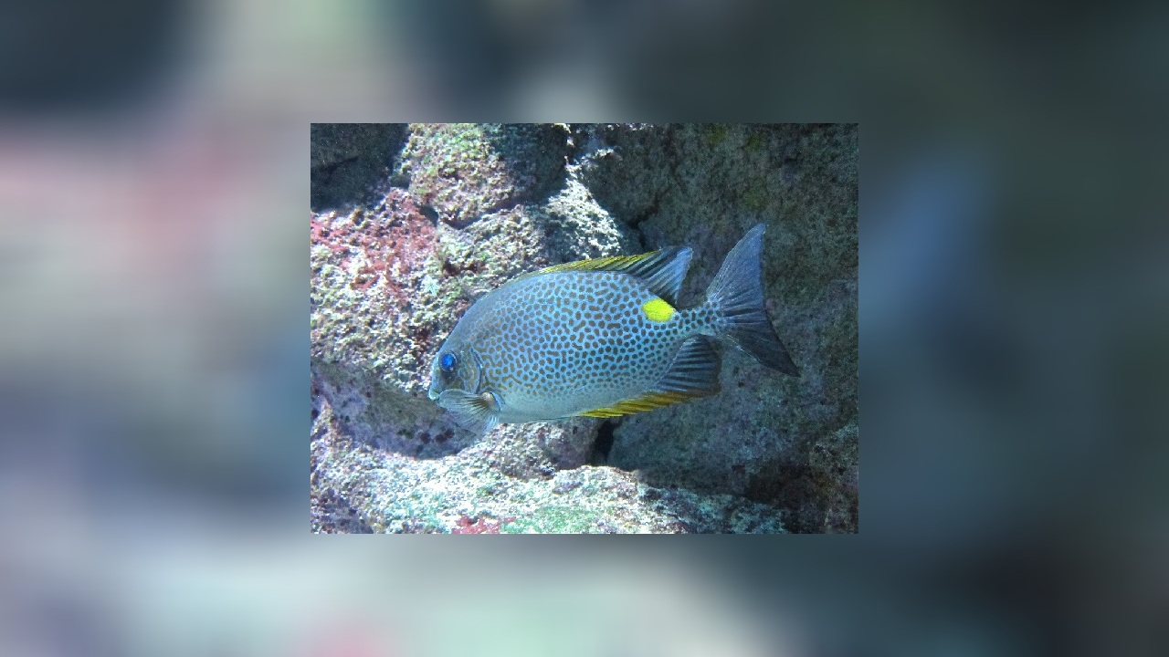 Siganus guttatus Goldlined spinefoot, Golden Rabbitfish
