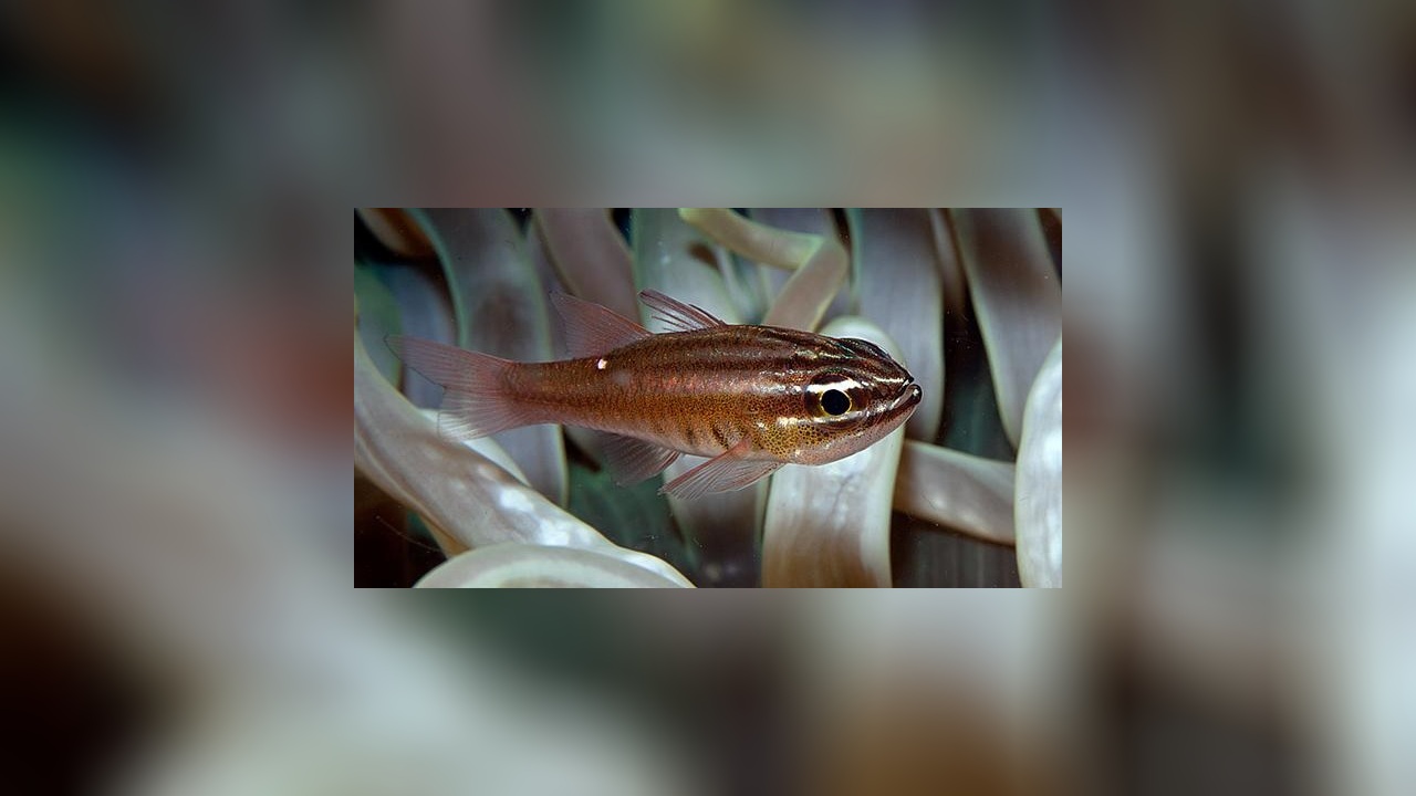 Ostorhinchus moluccensis Moluccan cardinalfish
