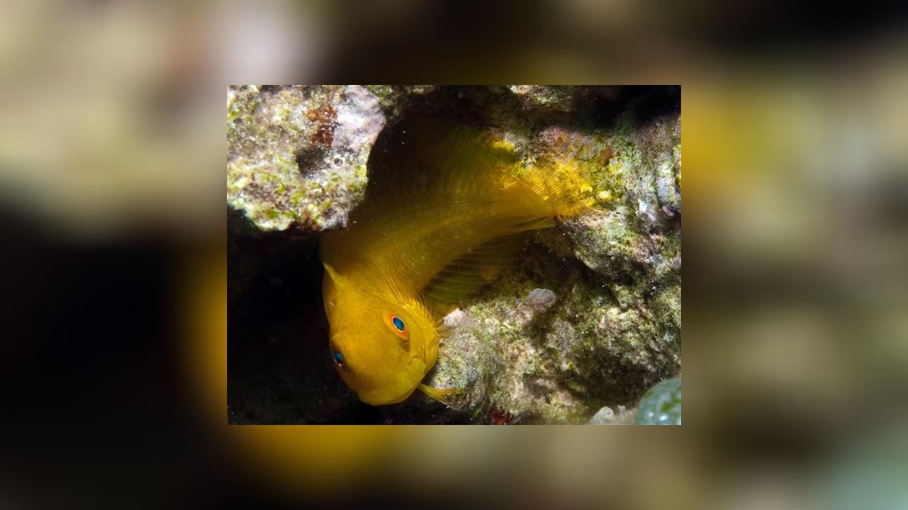 Atrosalarias fuscus Black Blenny, Brown Coral Blenny, Brown Coral ...