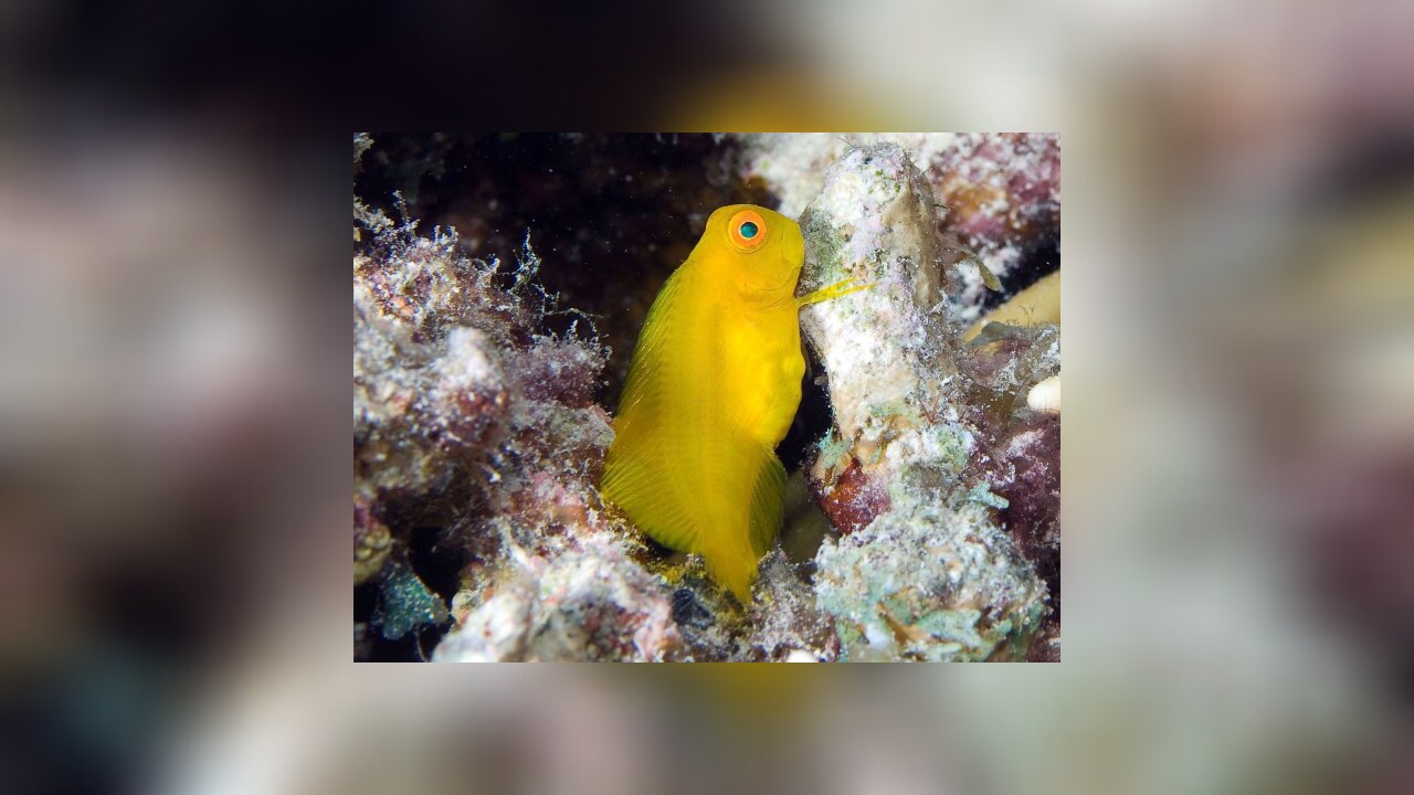 Atrosalarias fuscus Black Blenny, Brown Coral Blenny, Brown Coral ...