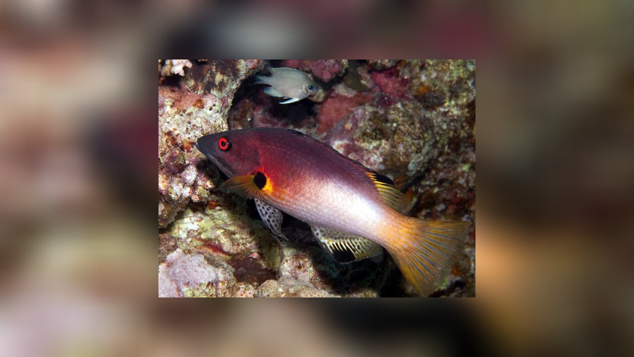 Bodianus axillaris Axil hogfish, Axilspot hogfish, Coral hogfish, Panda ...